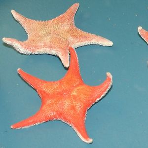 動物事典 -オドンタステルウァリドゥス [ Odontaster validus ] -