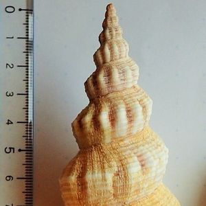 動物事典 -ナガニシ [ Fusinus perplexus ] -