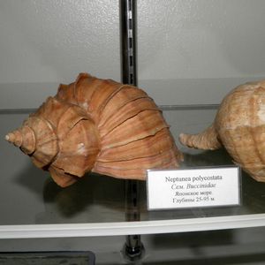 動物事典 -エゾボラ [ Neptunea polycostata ] -