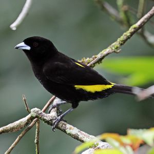 動物事典 -分類ごとの動物一覧 [ 動物 ] -