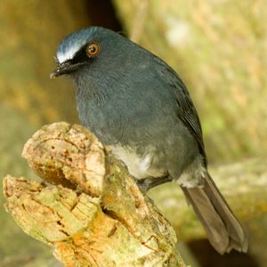 動物事典 -Sholicola albiventris [ Sholicola albiventris ] -