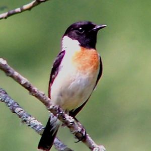 動物事典 -分類ごとの動物一覧 [ 動物 ] -