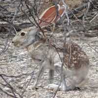 動物事典 -アンテロープジャックウサギ [ Lepus alleni ] -