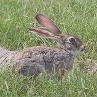 動物事典 -サバンナノウサギ [ Lepus victoriae ] -