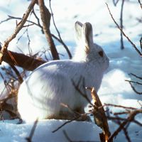 動物事典 -アラスカノウサギ [ Lepus othus ] -