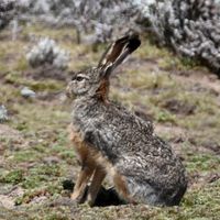 動物事典 -エチオピアヤマノウサギ [ Lepus starcki ] -