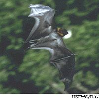 動物事典 -グアムオオコウモリ [ Pteropus tokudae ] -