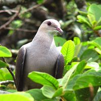 動物事典 -分類ごとの動物一覧 [ 脊椎動物 ] -